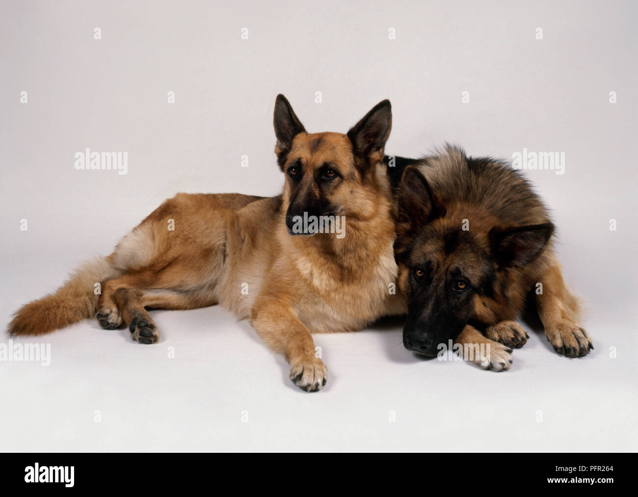 Female black german shepherd hi-res stock photography and images - Alamy