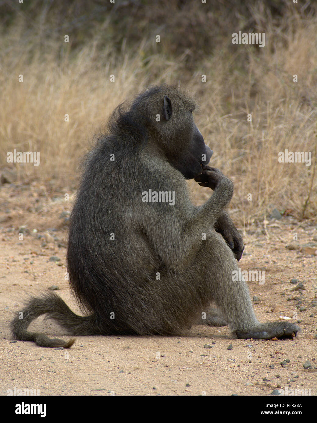 African thinker hi-res stock photography and images - Alamy