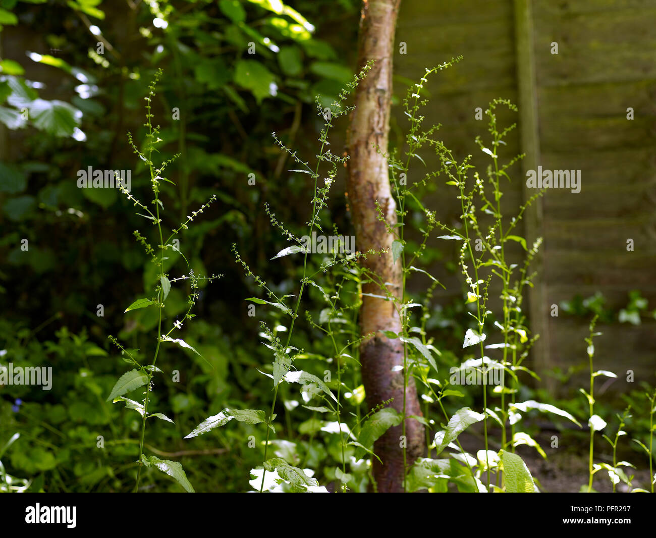 Rumex sanguineus (Wood dock), weed plants growing around a tree trunk ...