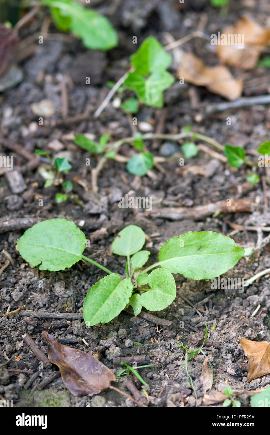 Dock Weed High Resolution Stock Photography and Images - Alamy