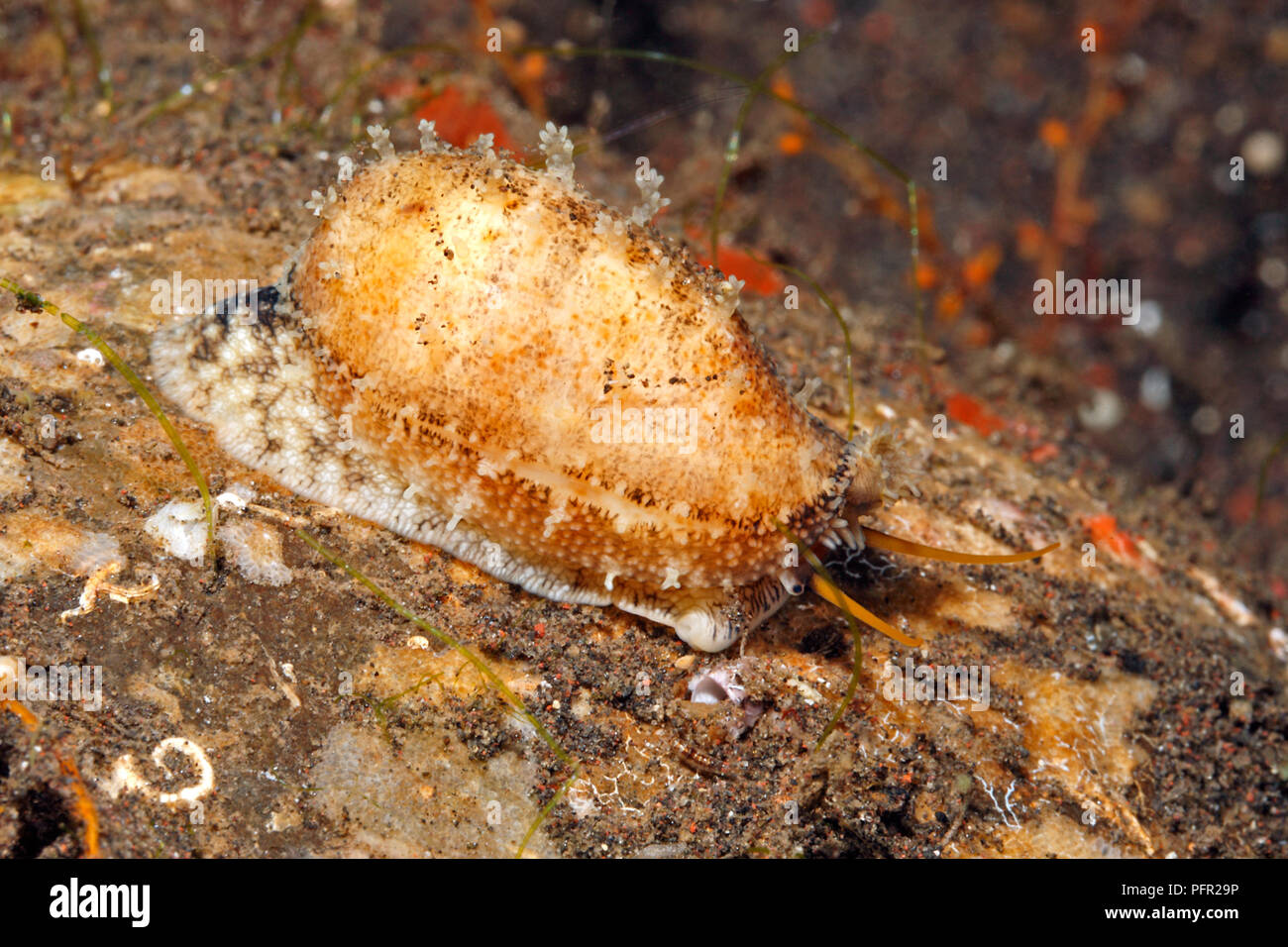 Cowry mollusk shell hi-res stock photography and images - Alamy