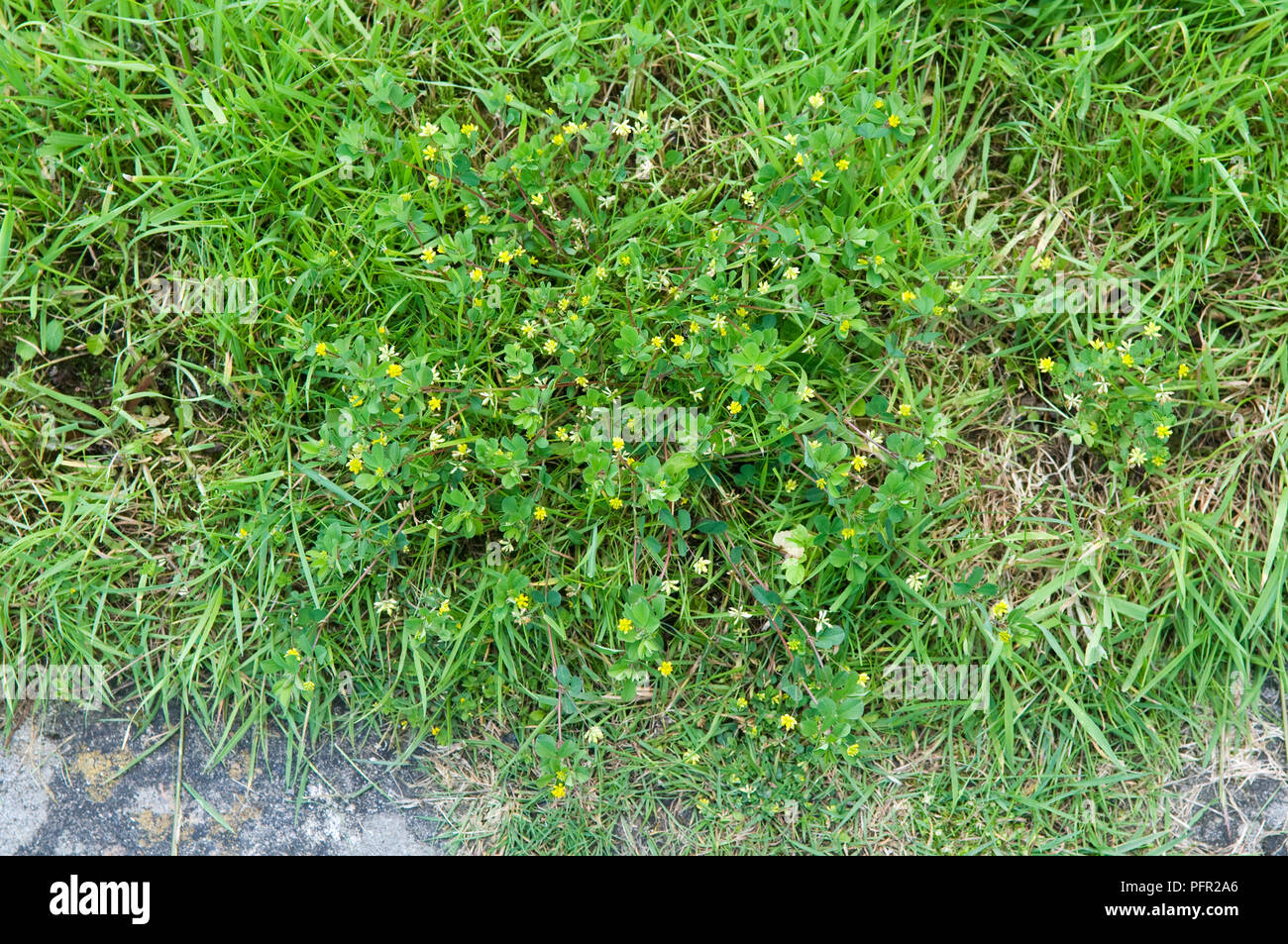 Trifolium dubium (Lesser trefoil), flowering weed plant amongst grass ...