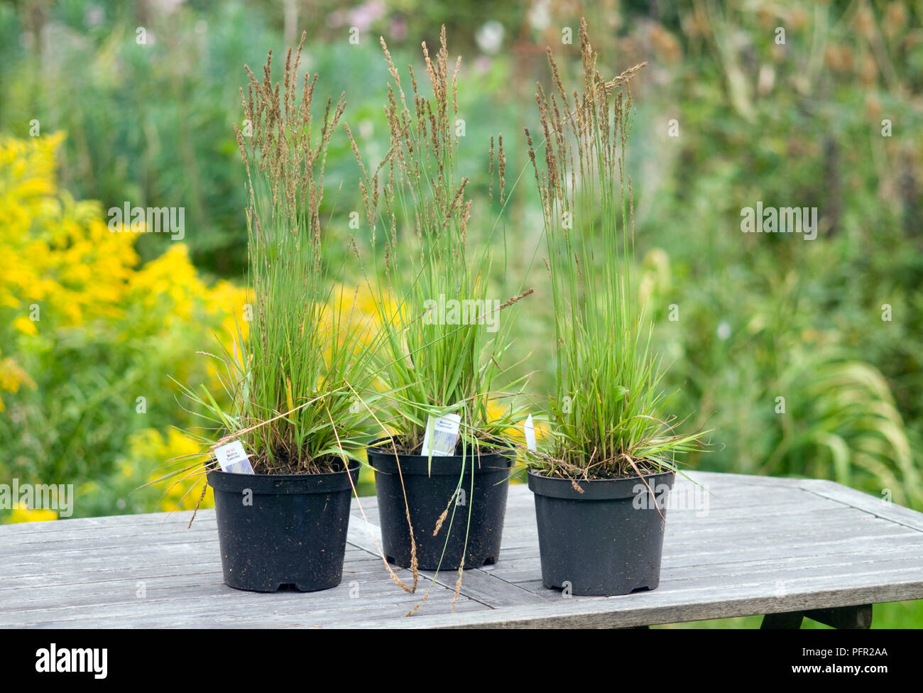 Three pots containing Molinia caerulea (Purple moor grass Stock Photo ...
