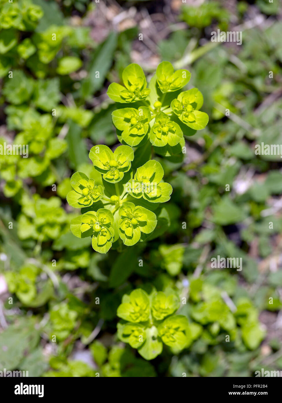 Sun spurge euphorbia helioscopia hi-res stock photography and images ...