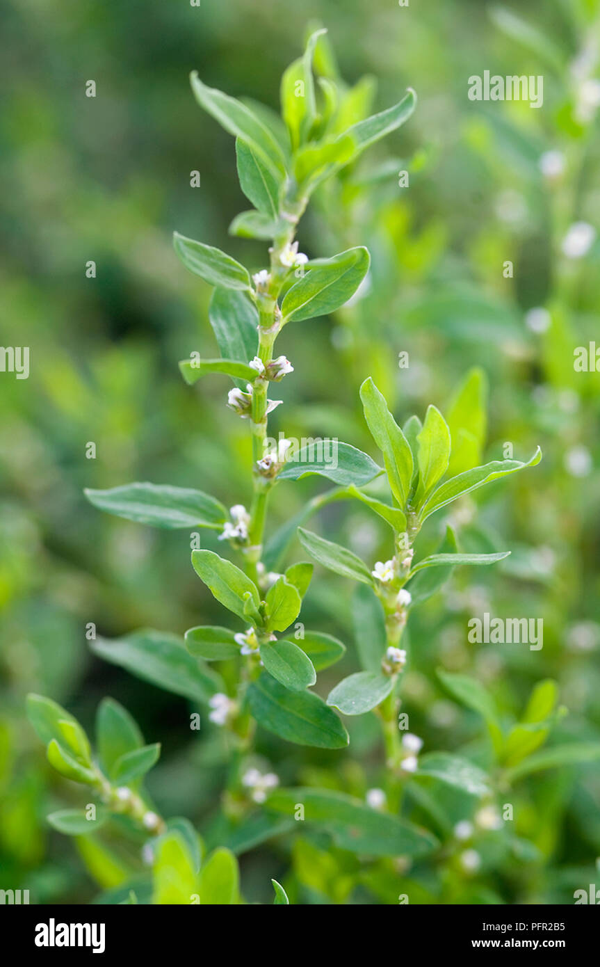 Polygonum aviculare (Common knotgrass), close-up Stock Photo - Alamy