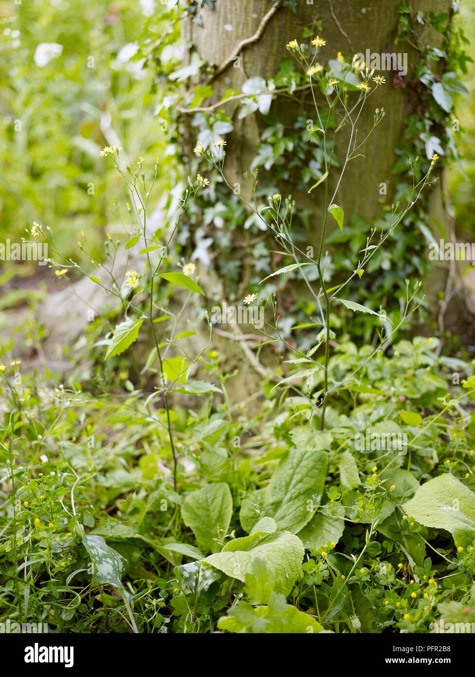 Lapsana communis (Nipplewort) in woodland Stock Photo - Alamy