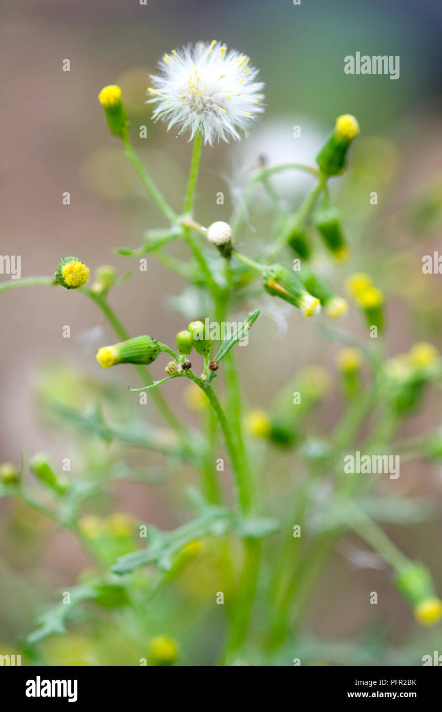 Senecio vulgaris (Common groundsel), seed head and buds, close-up Stock ...
