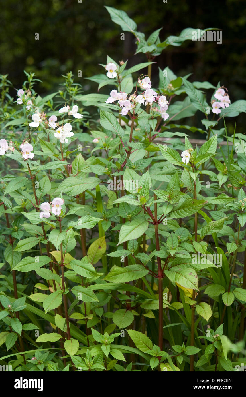 Impatiens glandulifera (Himalayan balsam), flowers and leaves on tall ...