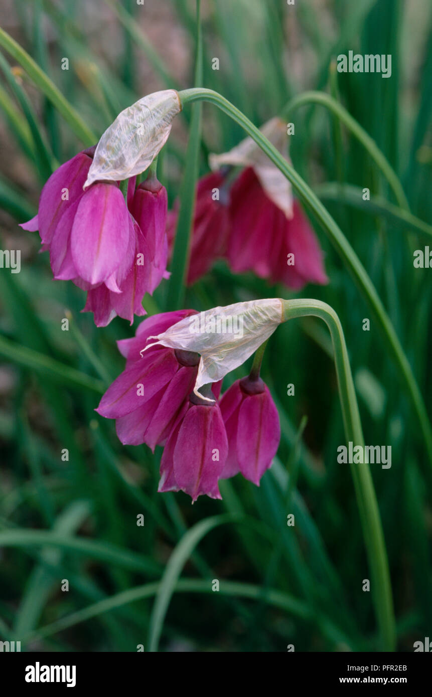 Allium narcissiflorum (Narcissus onion), nodding pink flowers, close-up ...