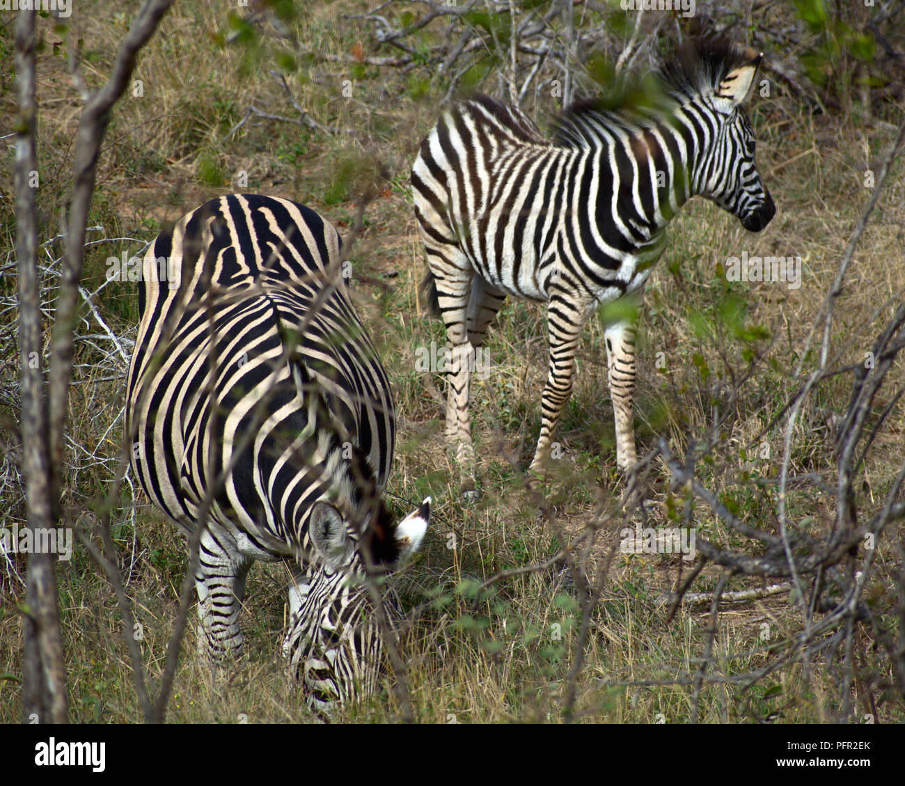 Zebra camoflage hi-res stock photography and images - Alamy