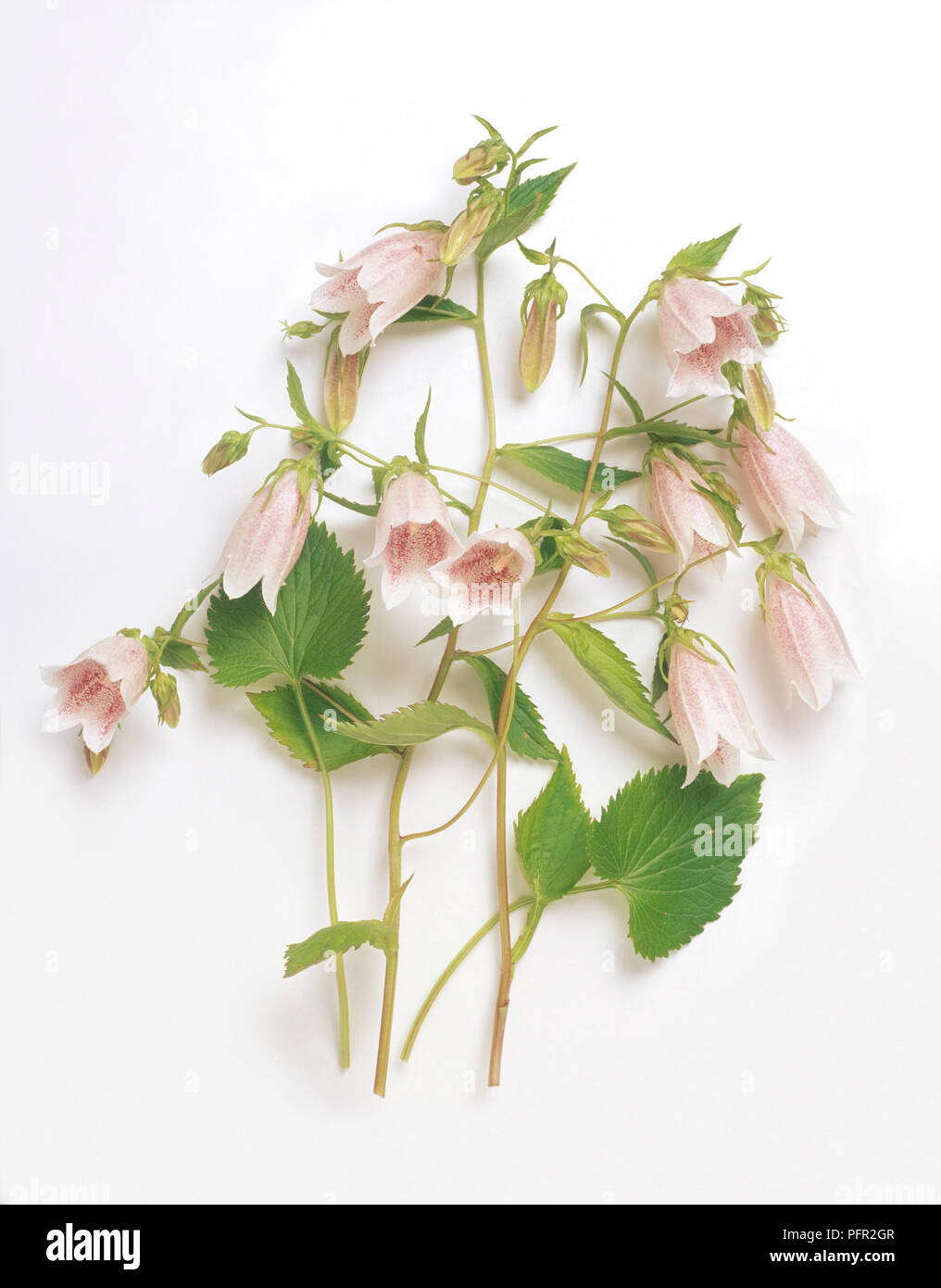 Pink bellflower hi-res stock photography and images - Alamy