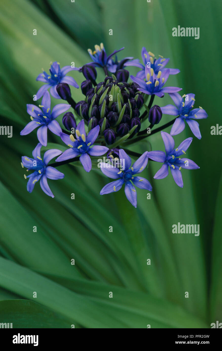 Purple scilla hi-res stock photography and images - Alamy