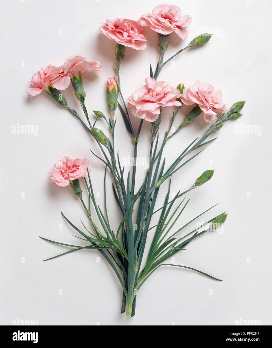 Dianthus doris hi-res stock photography and images - Alamy