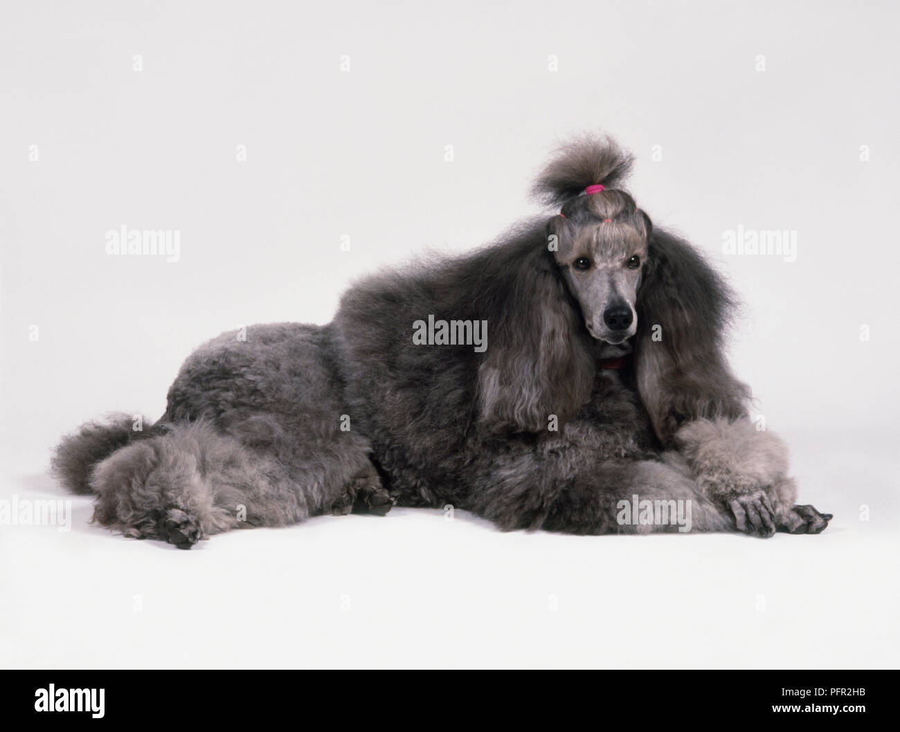 Grey standard poodle hi-res stock photography and images - Alamy