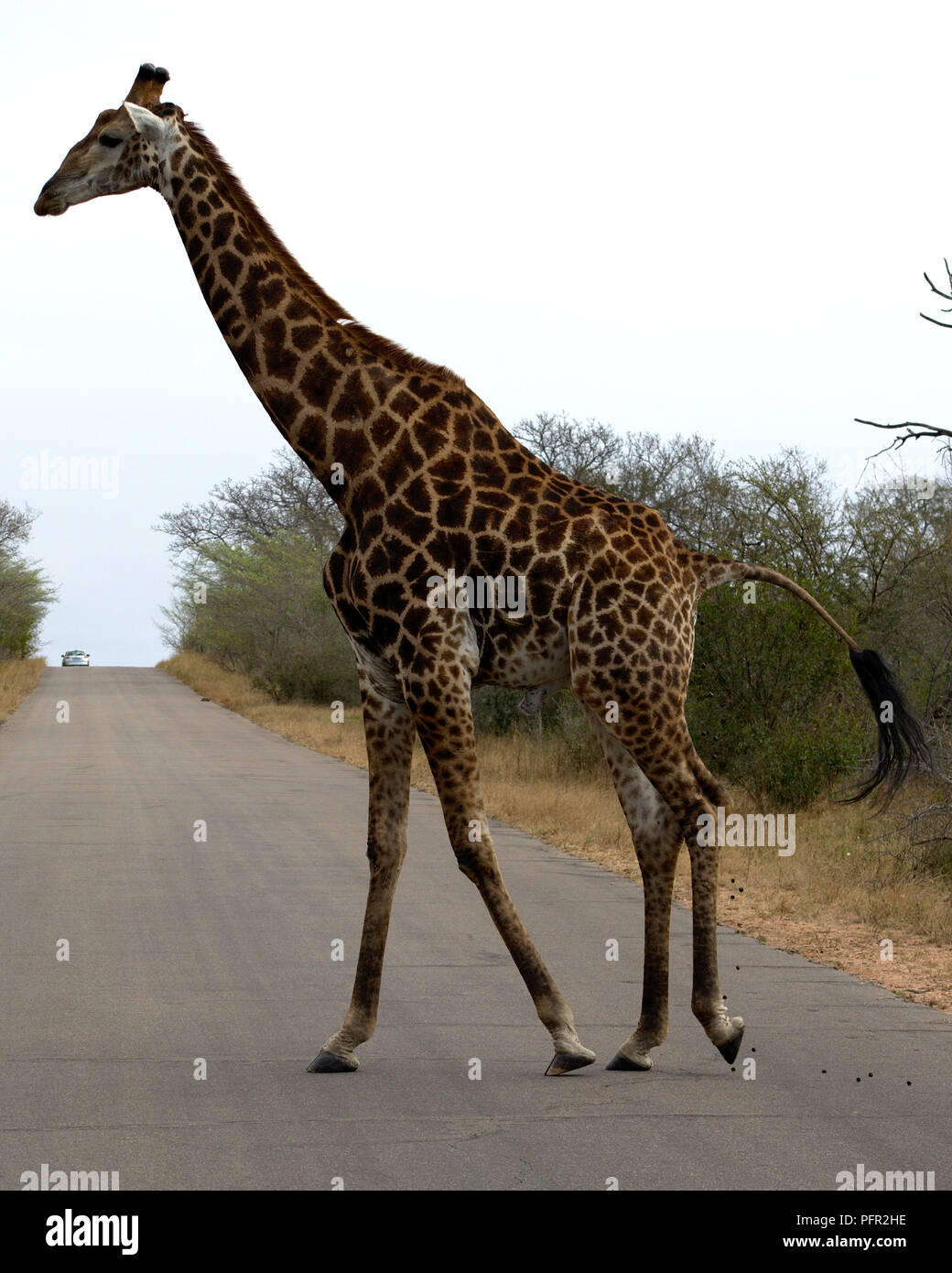 Giraffe crossing road, Kruger Park, South Africa Stock Photo - Alamy