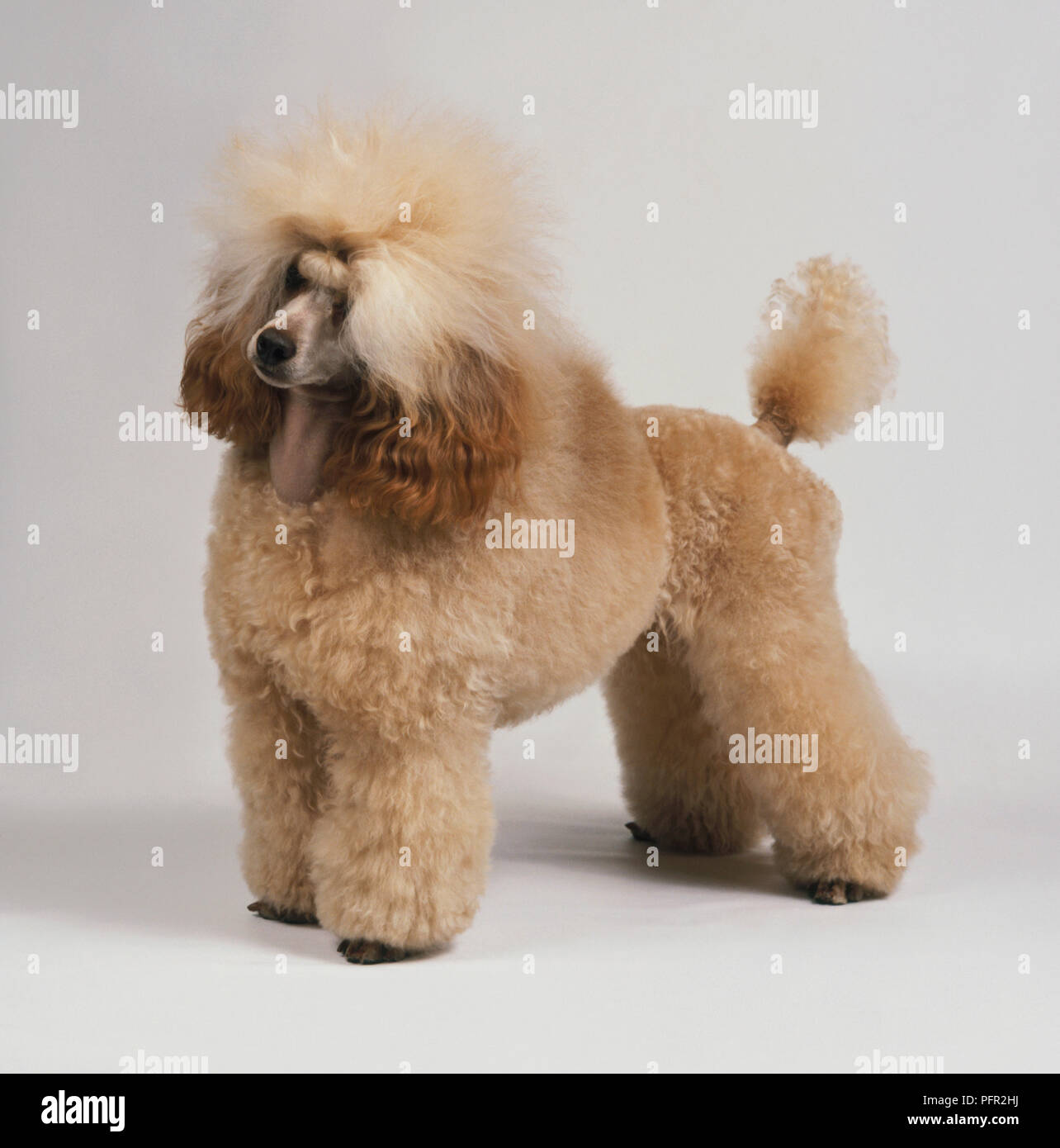 Apricot Standard Poodle Puppy Cut