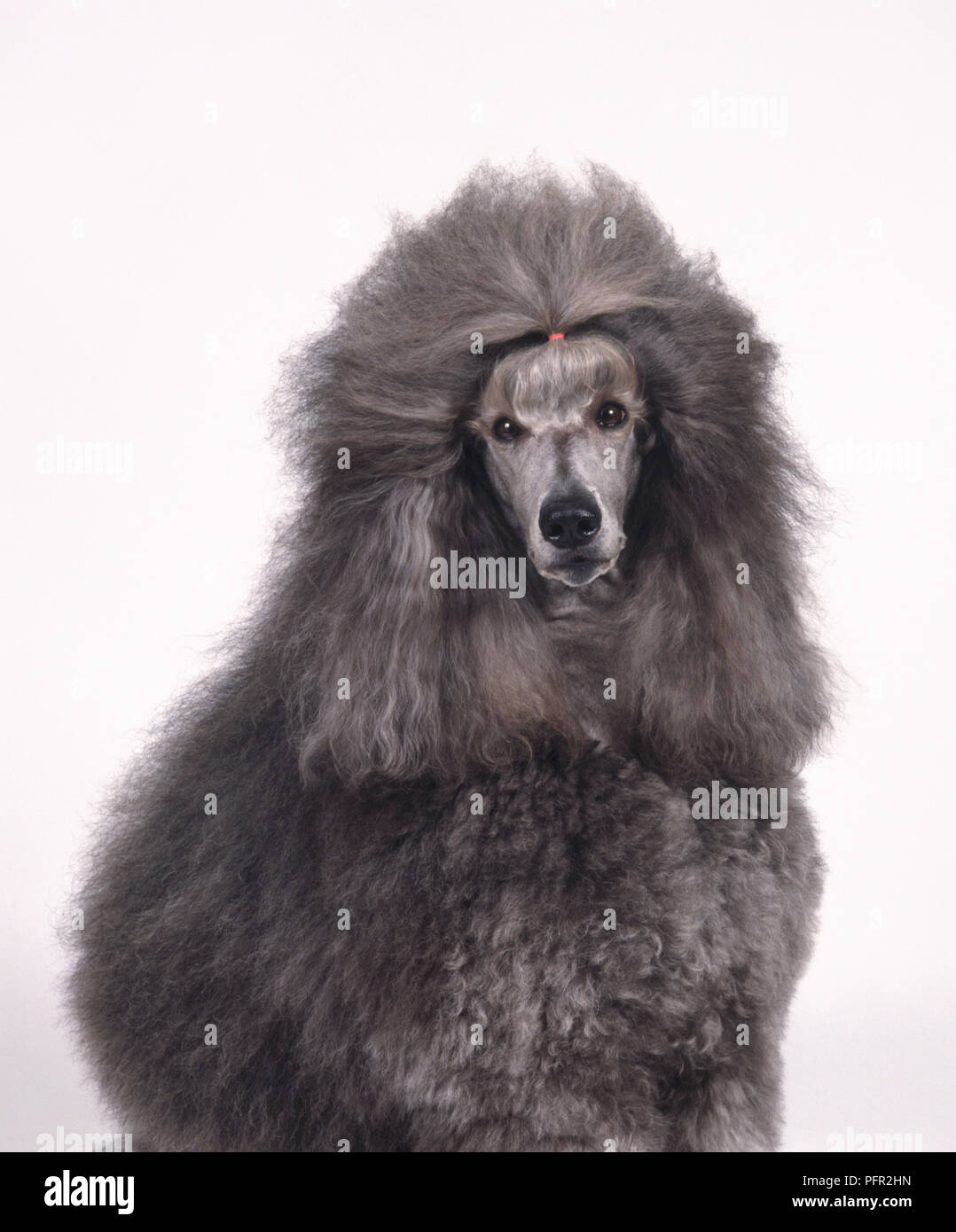 Grey Standard Poodle