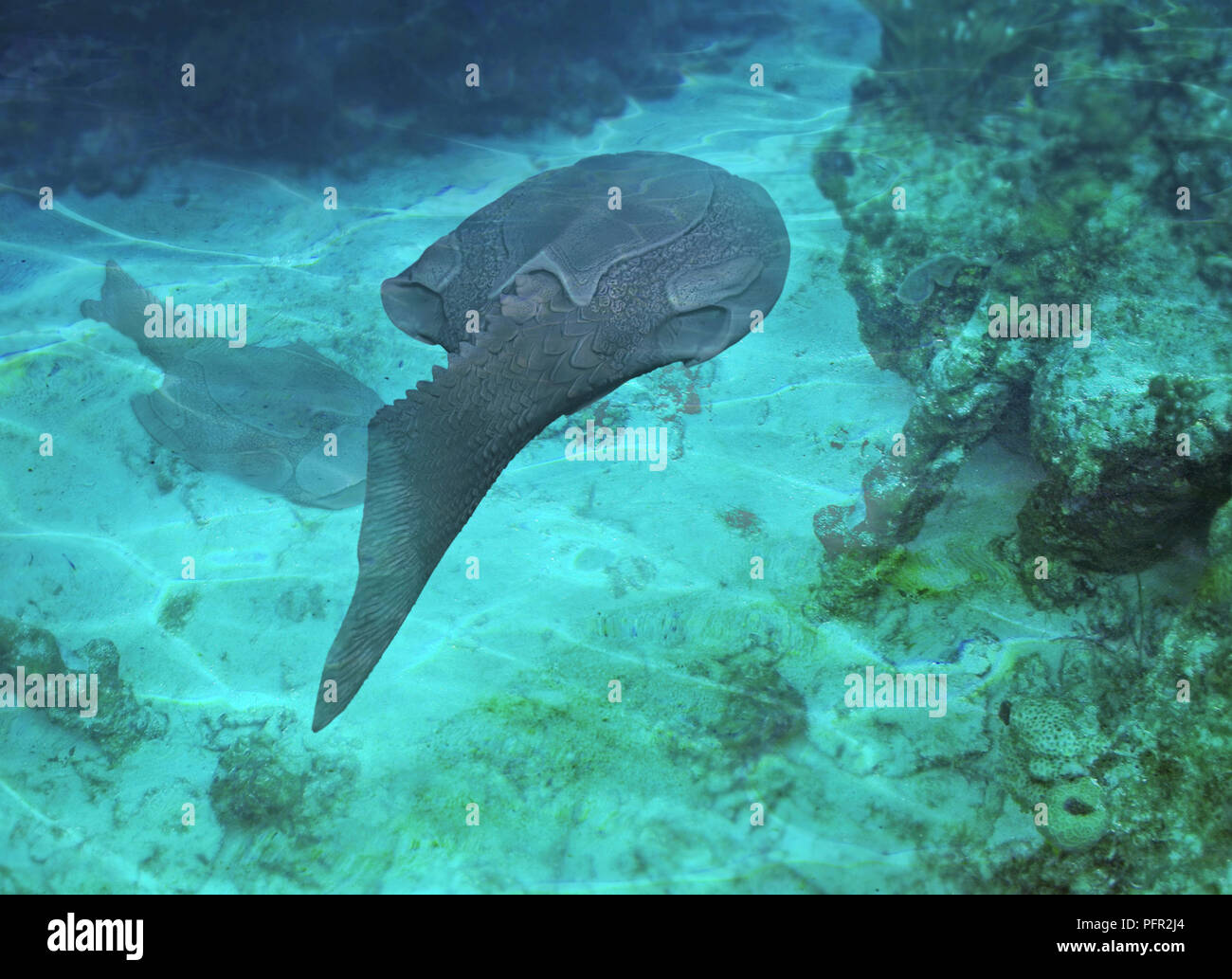 Drepanaspis hi-res stock photography and images - Alamy