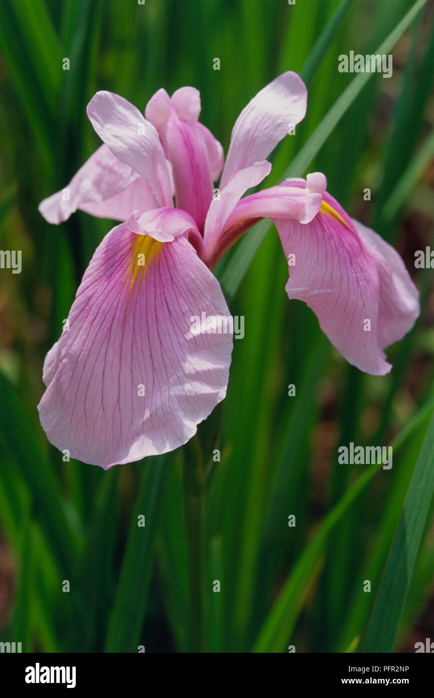 Iris rose queen hi-res stock photography and images - Alamy