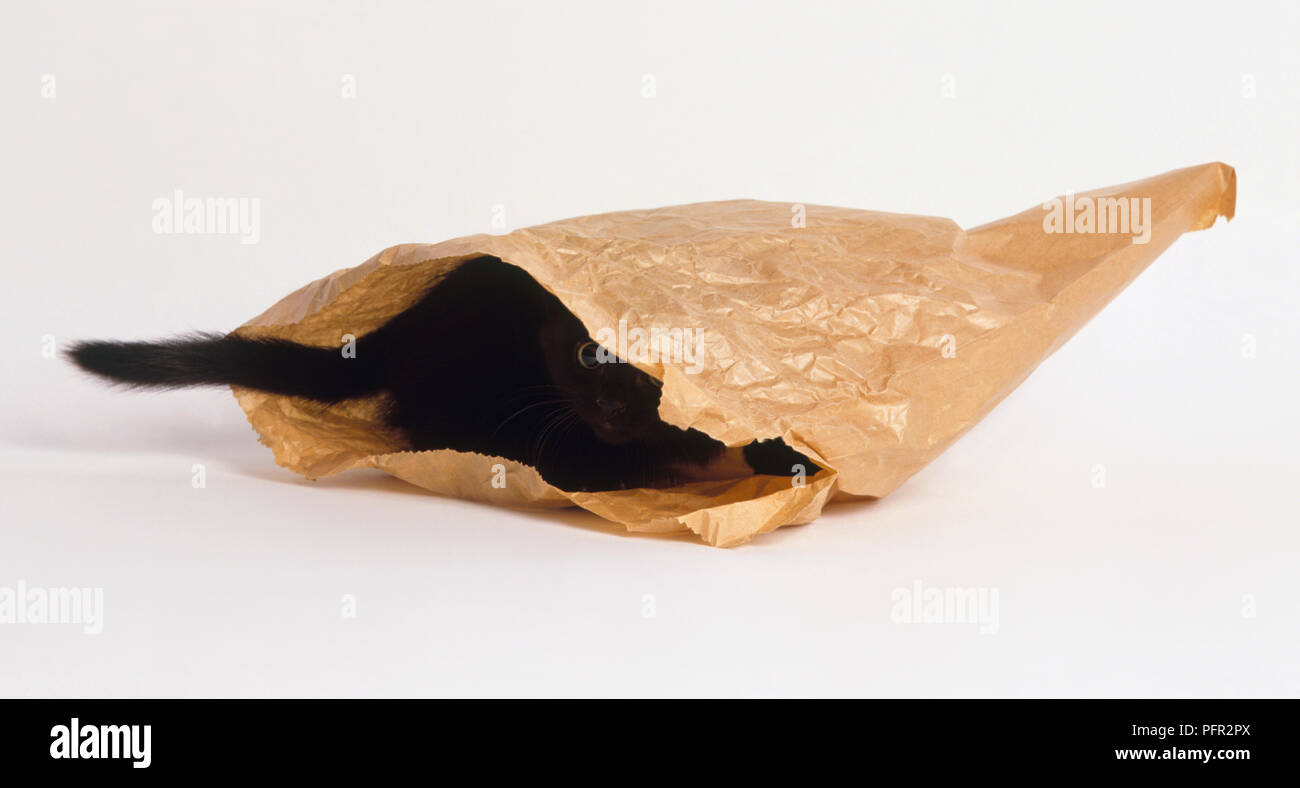 Black kitten hiding inside brown paper bag Stock Photo - Alamy
