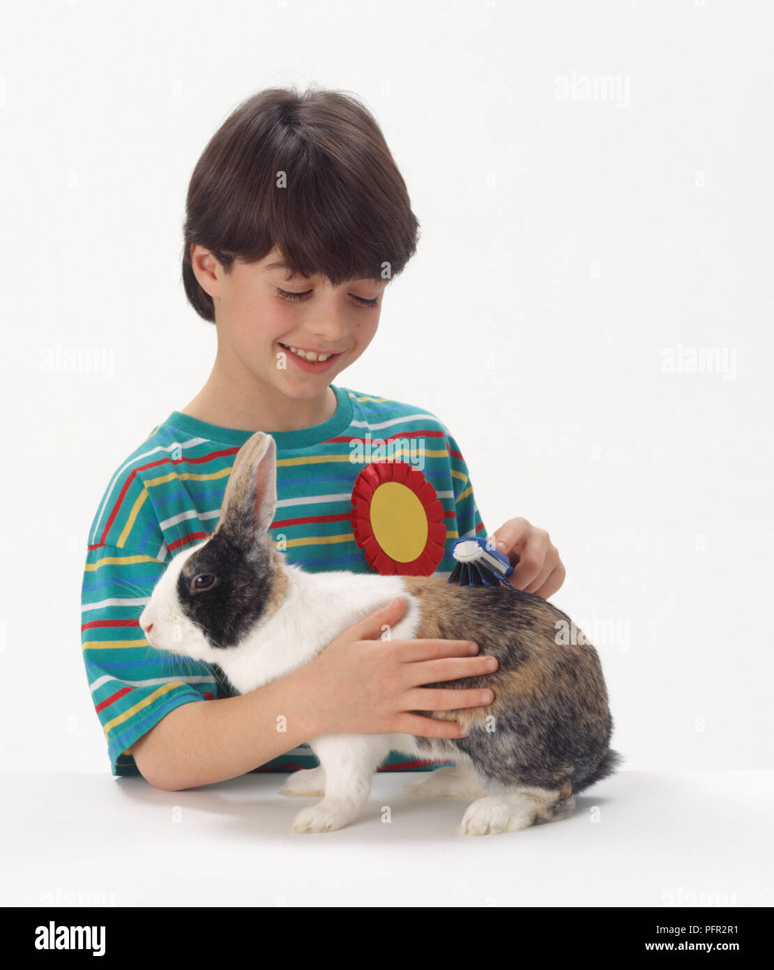 Boy brushing pet hi-res stock photography and images - Alamy