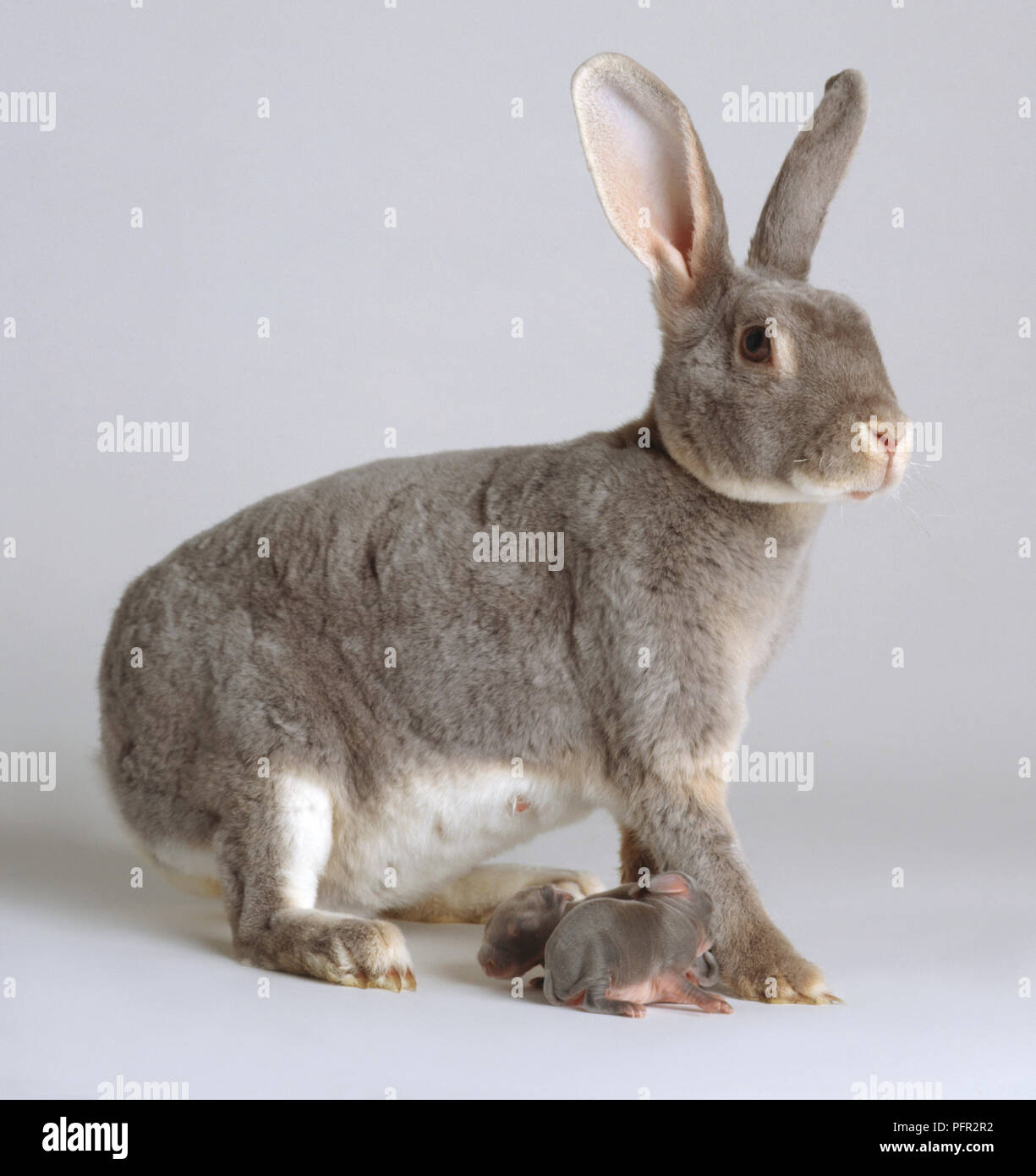 Grey rabbit with two baby rabbits Stock Photo - Alamy