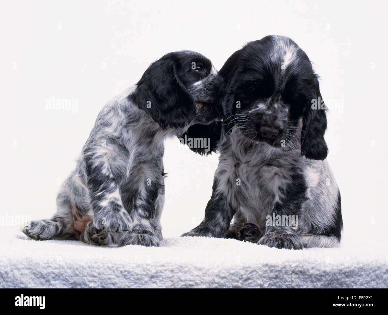 Black and white Spaniel puppy nuzzling another puppy Stock Photo - Alamy