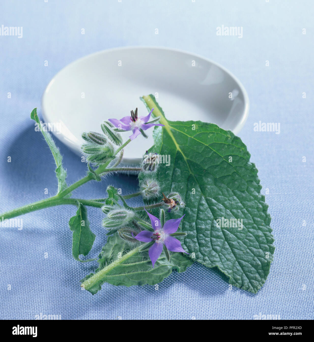 Borago officinalis (Borage) flowers and leaves, next to a white ceramic ...