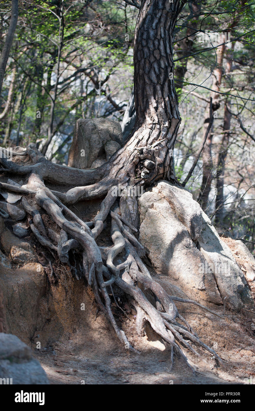 South Korea, Seoul, Bukhansan National Park, Dobongsan mountain, tree ...
