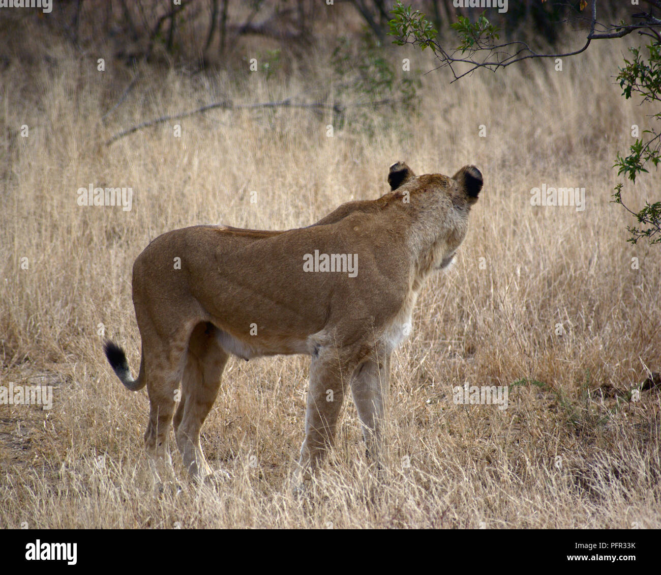 Nala the lioness hi-res stock photography and images - Alamy