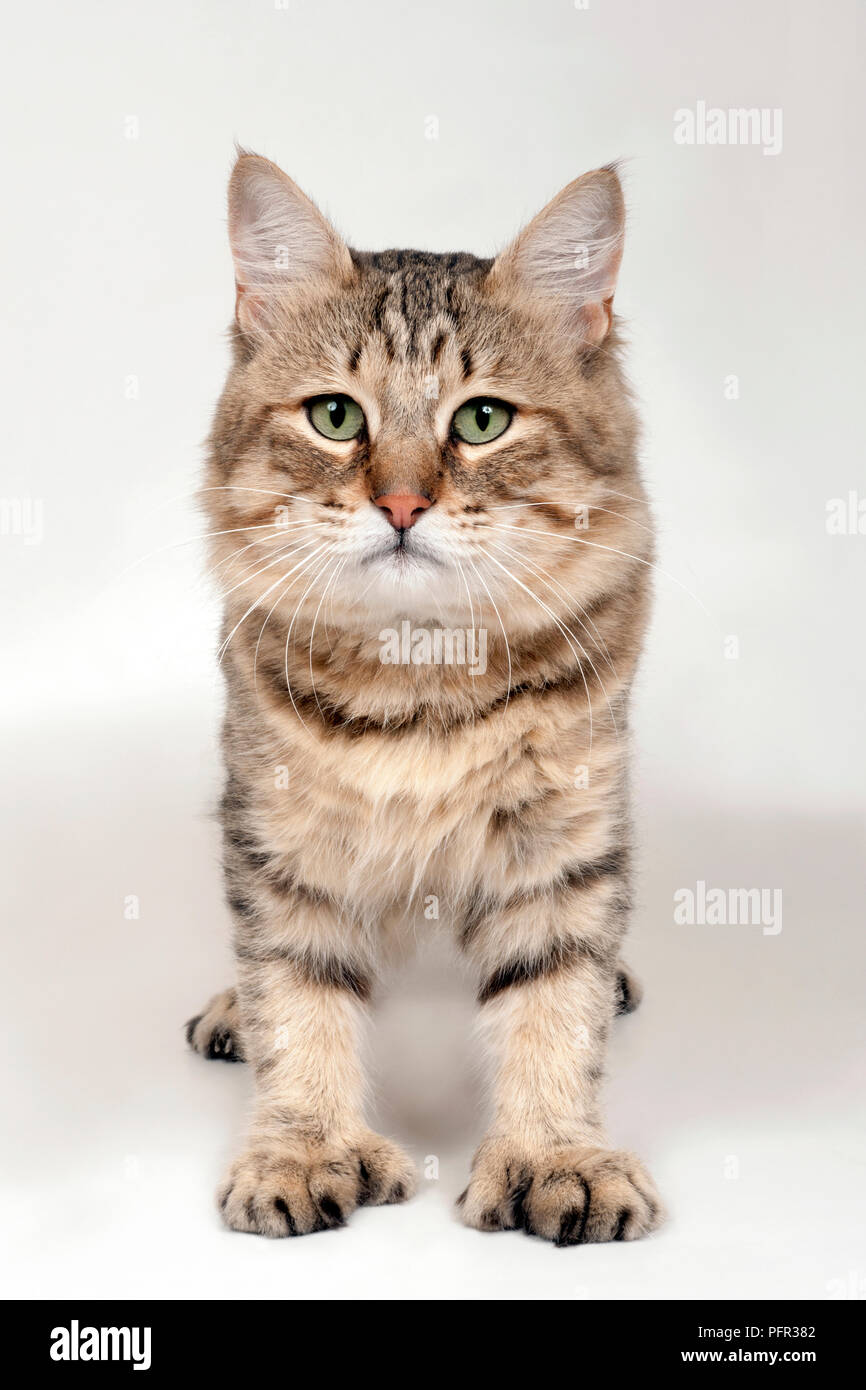 Pixie bob hi-res stock photography and images - Alamy