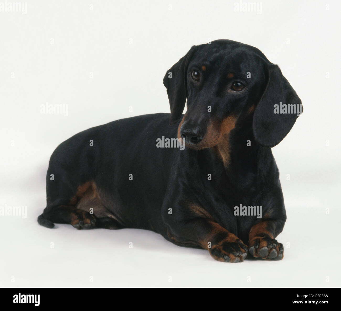 Smooth black and tan dachshund hi-res stock photography and images - Alamy