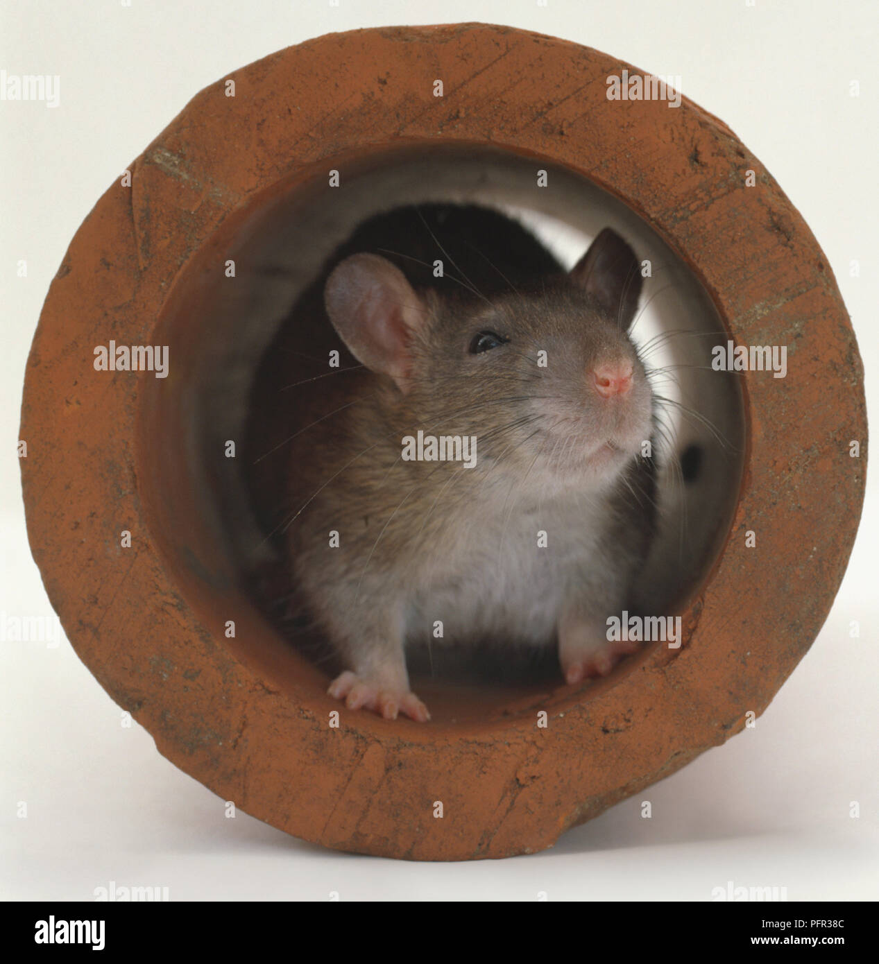Rat in a pipe, front view Stock Photo - Alamy