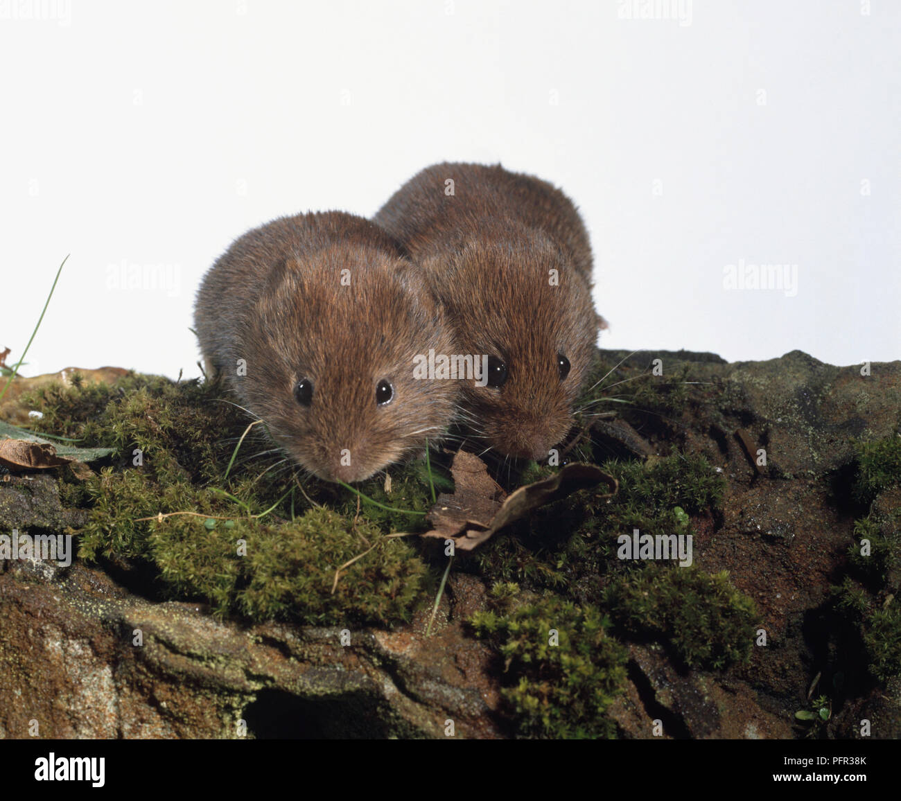 Voles amongst their burrows Stock Photo - Alamy