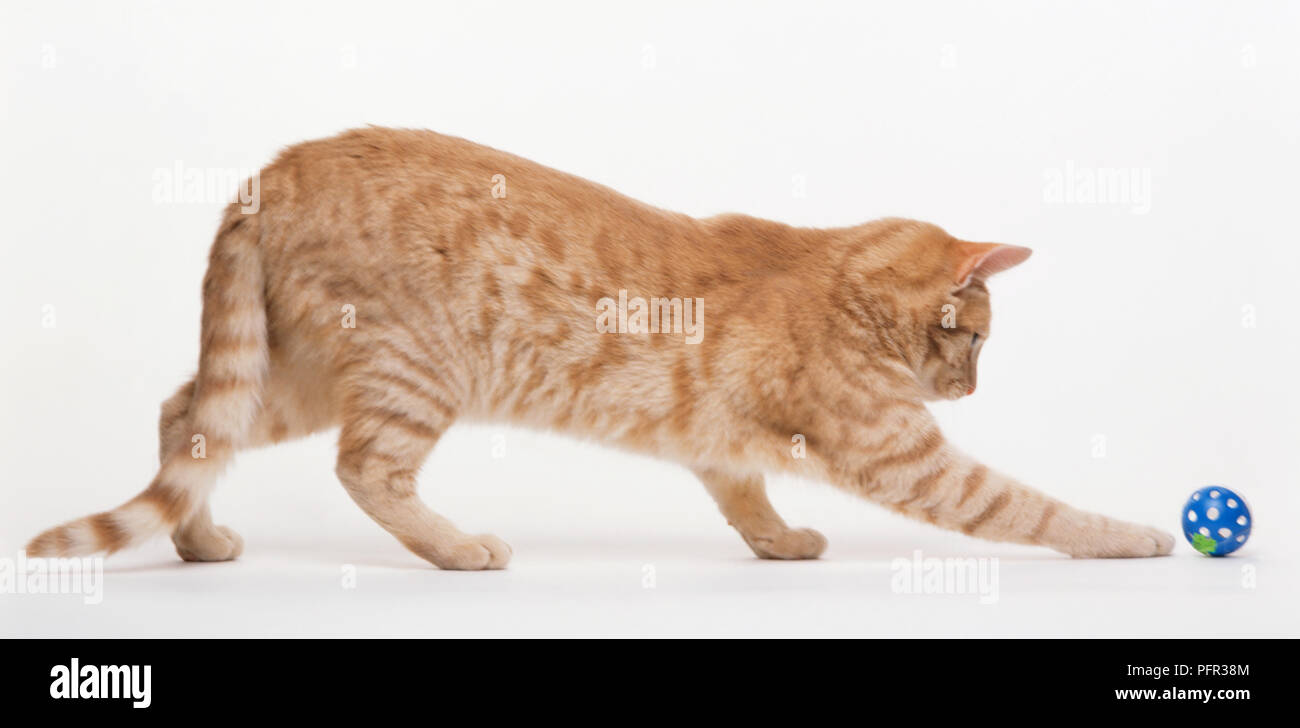 Ginger tabby cat playing with a ball Stock Photo - Alamy