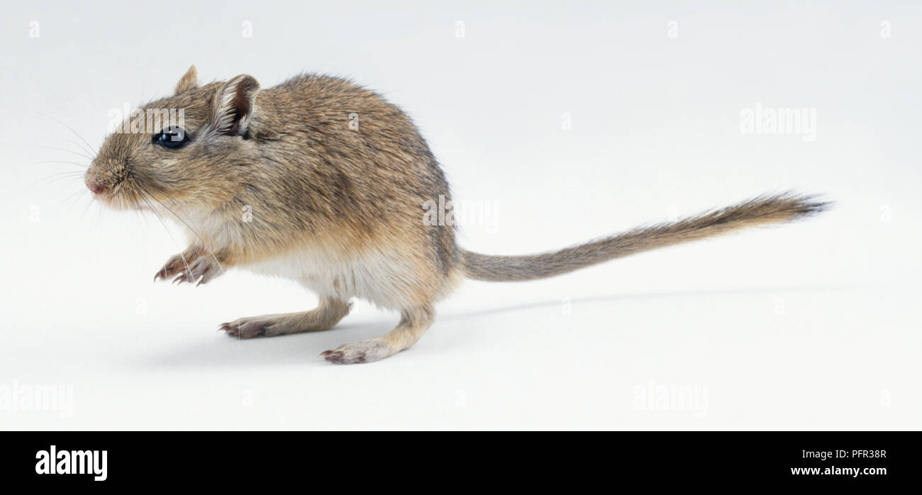 Grey-brown gerbil on hind legs, side view Stock Photo - Alamy