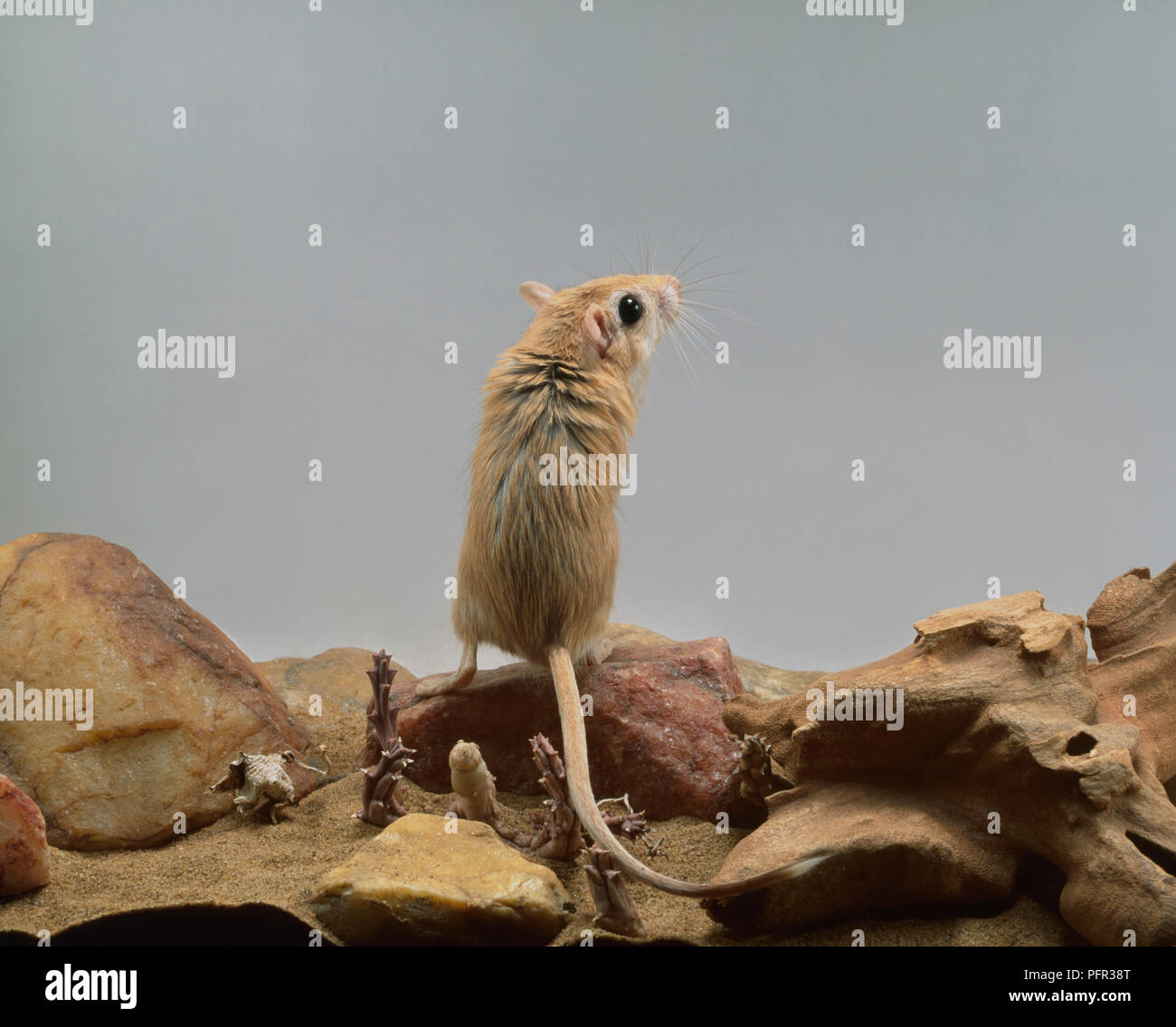 Pallid gerbil (Gerbillus perpallidus) on rocks Stock Photo - Alamy