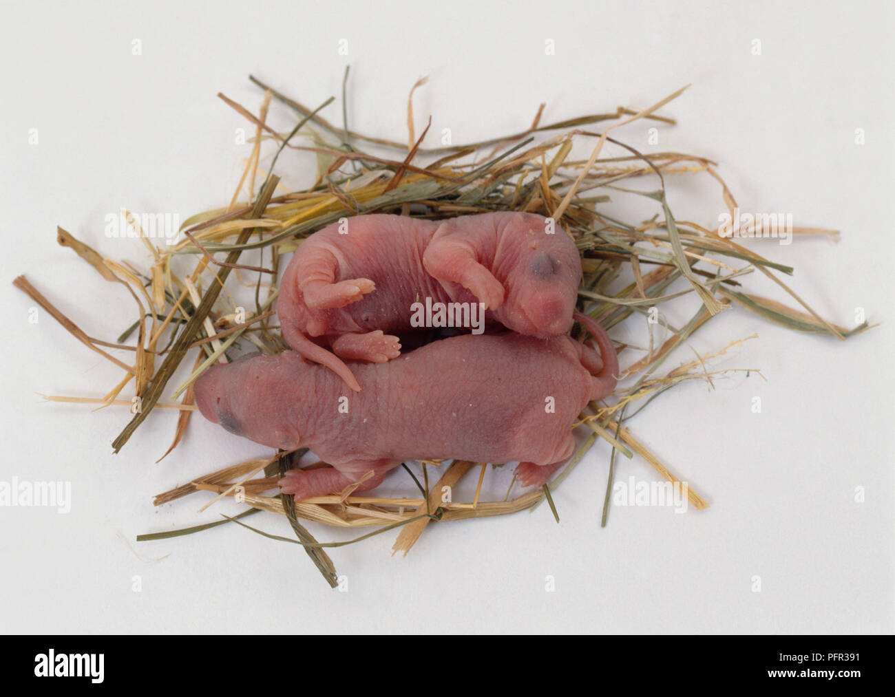 Rats in hay hi-res stock photography and images - Alamy