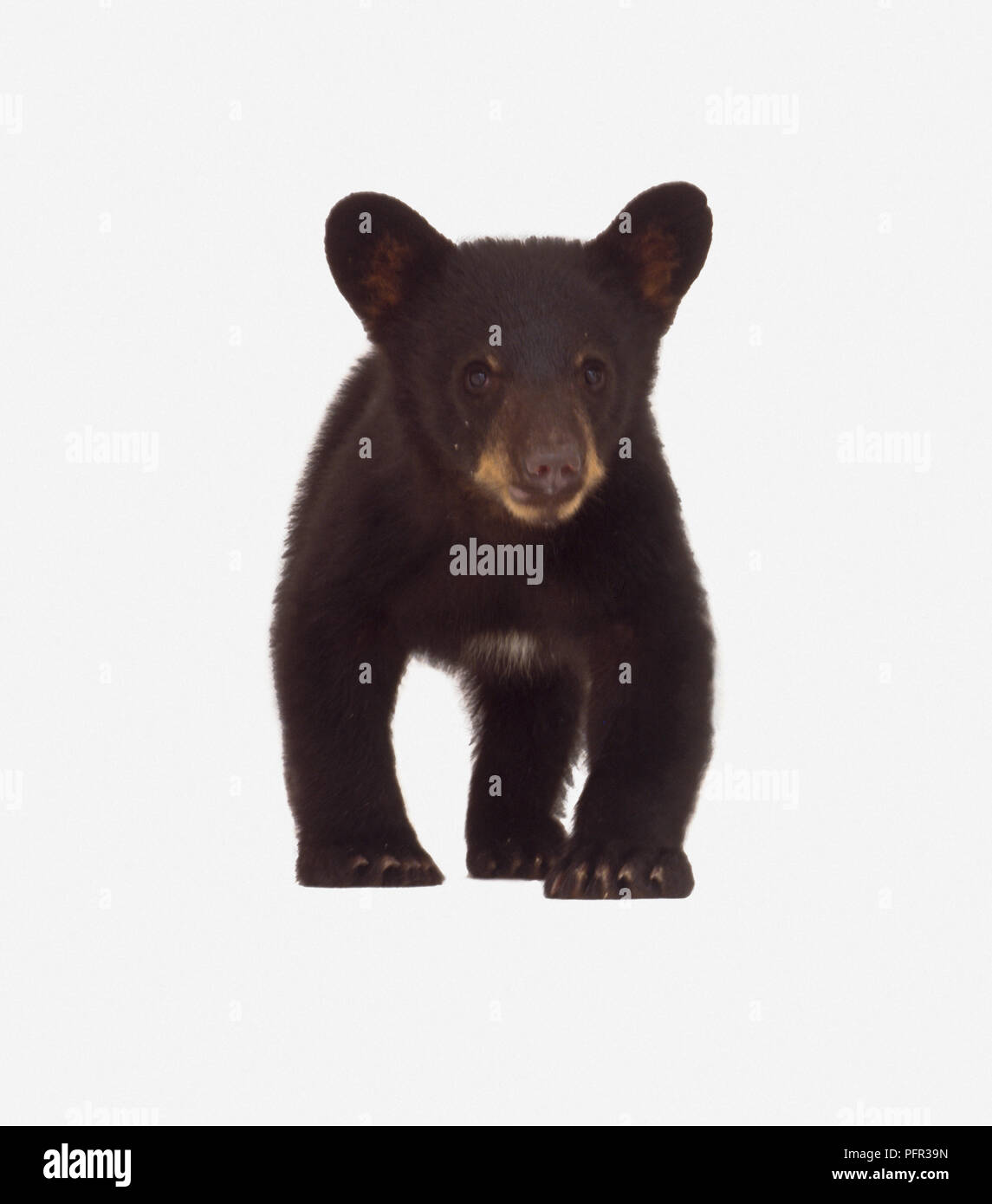 American black bear cub (Ursus americanus), front view Stock Photo - Alamy