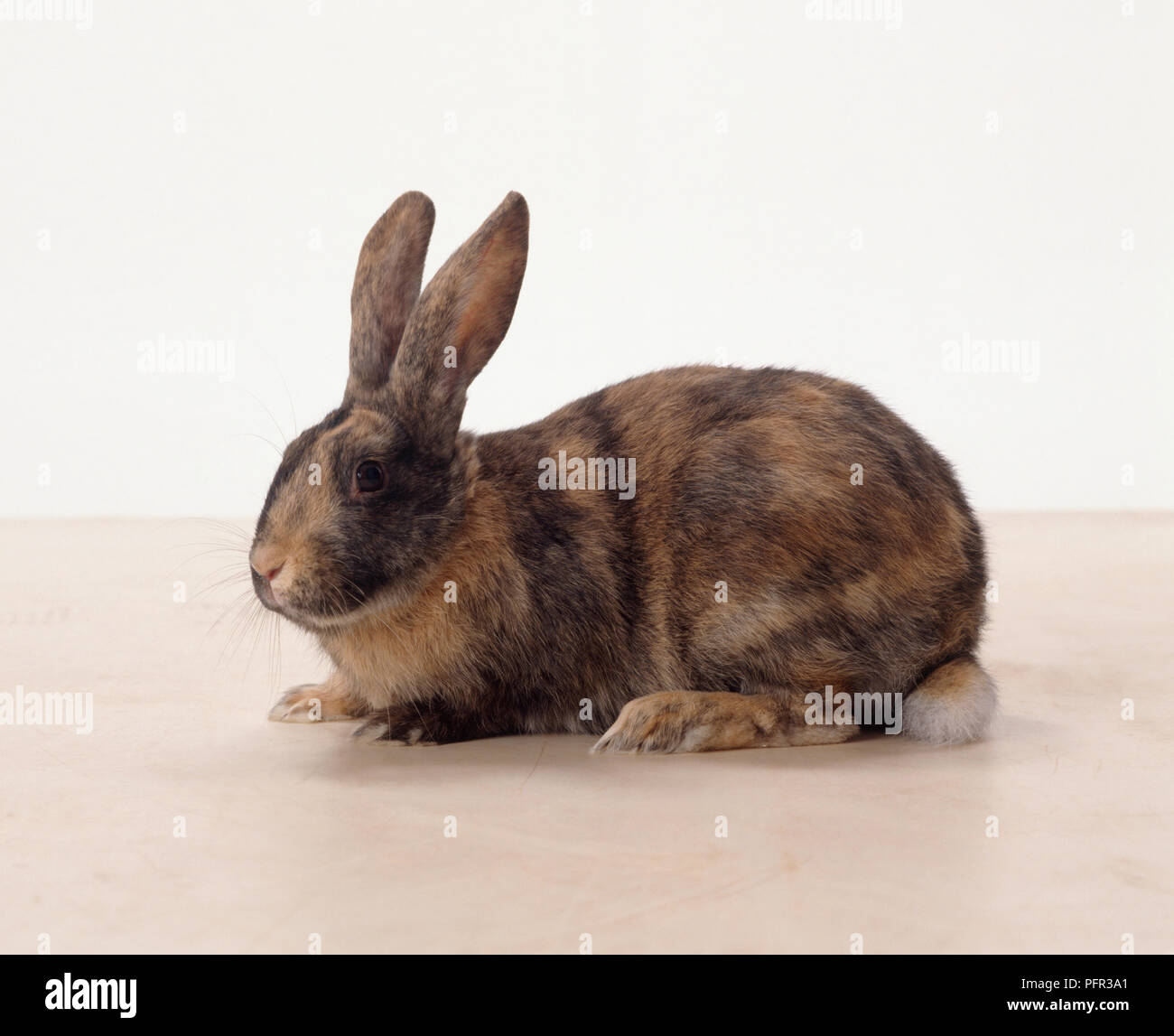 Mini rex rabbit hi-res stock photography and images - Alamy