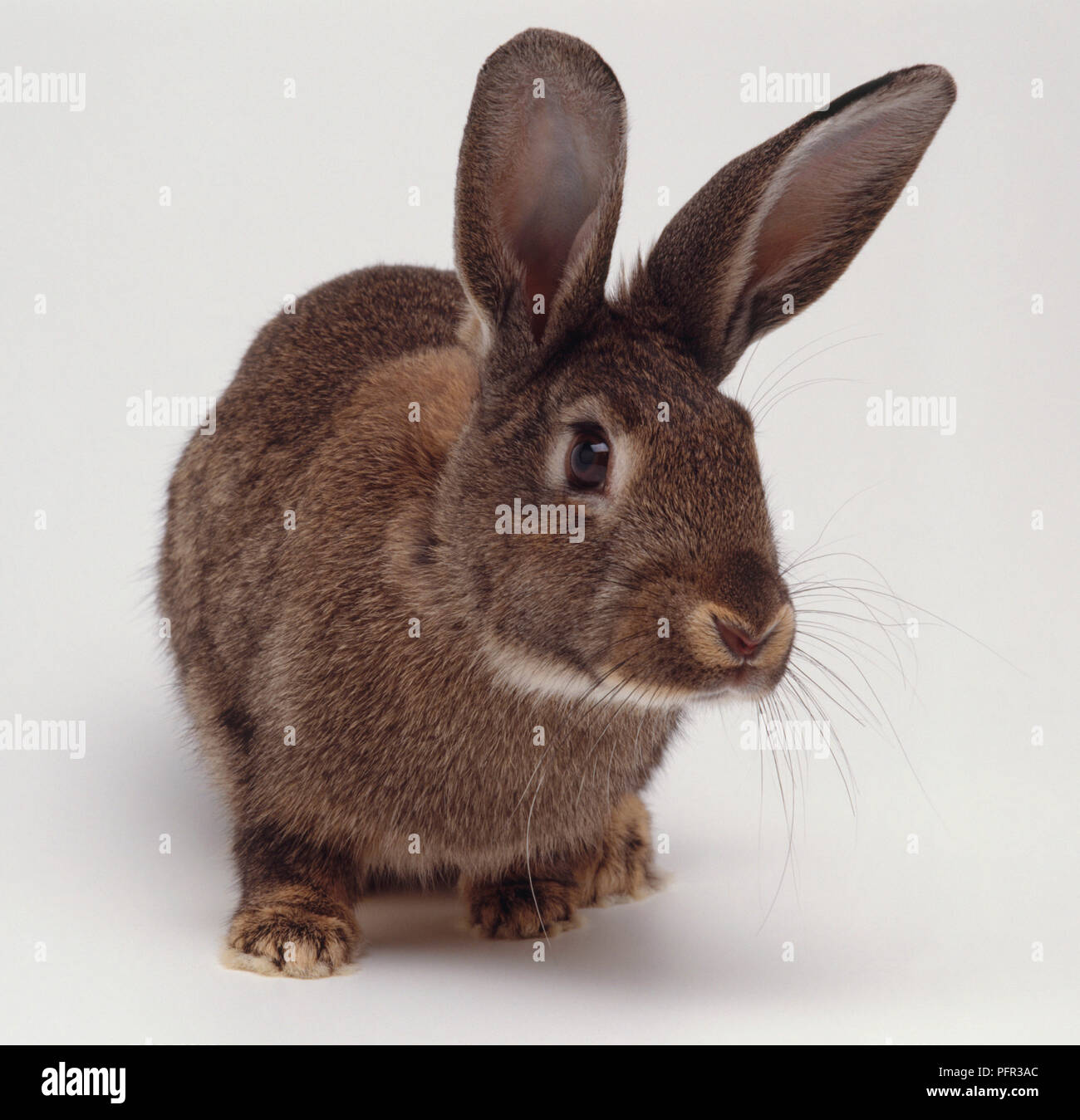 Brown pet rabbit with upright ears Stock Photo - Alamy