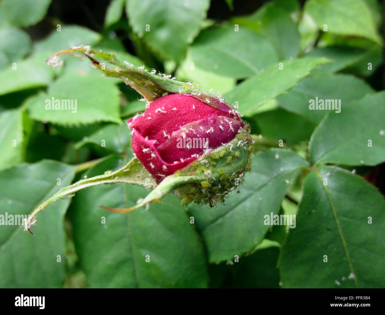 Diseased rose hi-res stock photography and images - Alamy