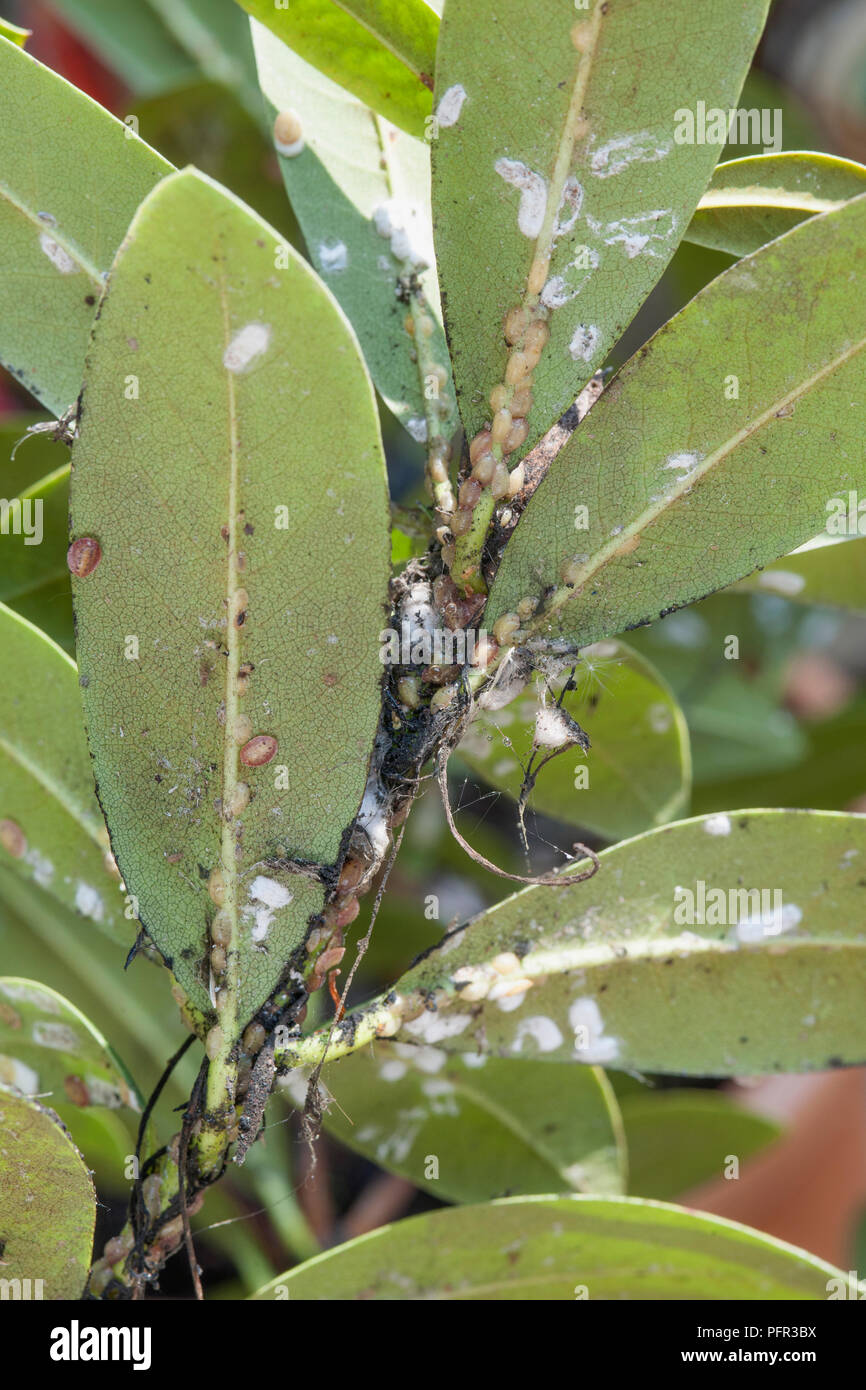 Rhododendron leaves infested with scale insects Stock Photo - Alamy