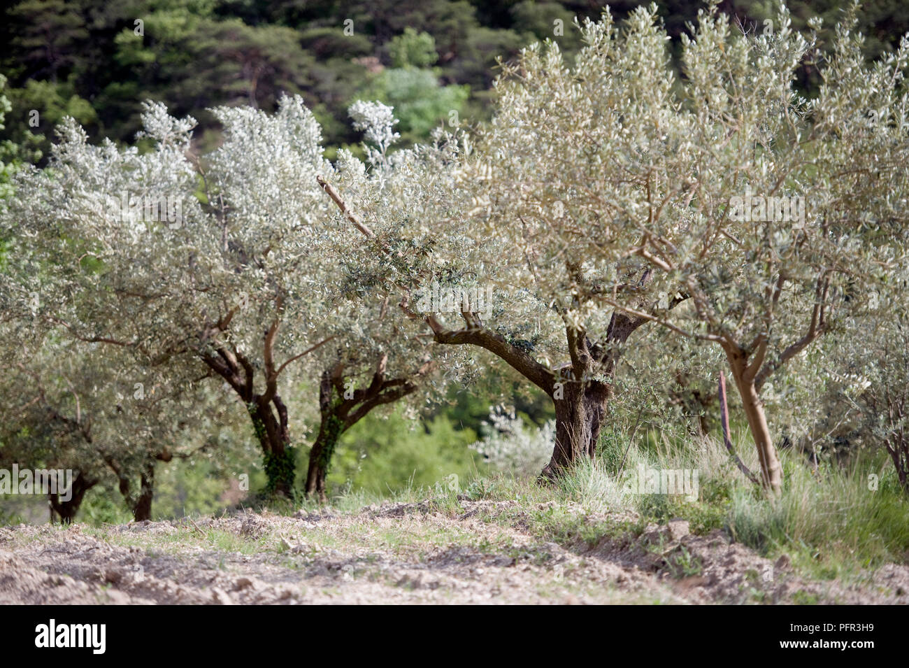 France, Nyons town, olive trees Stock Photo - Alamy
