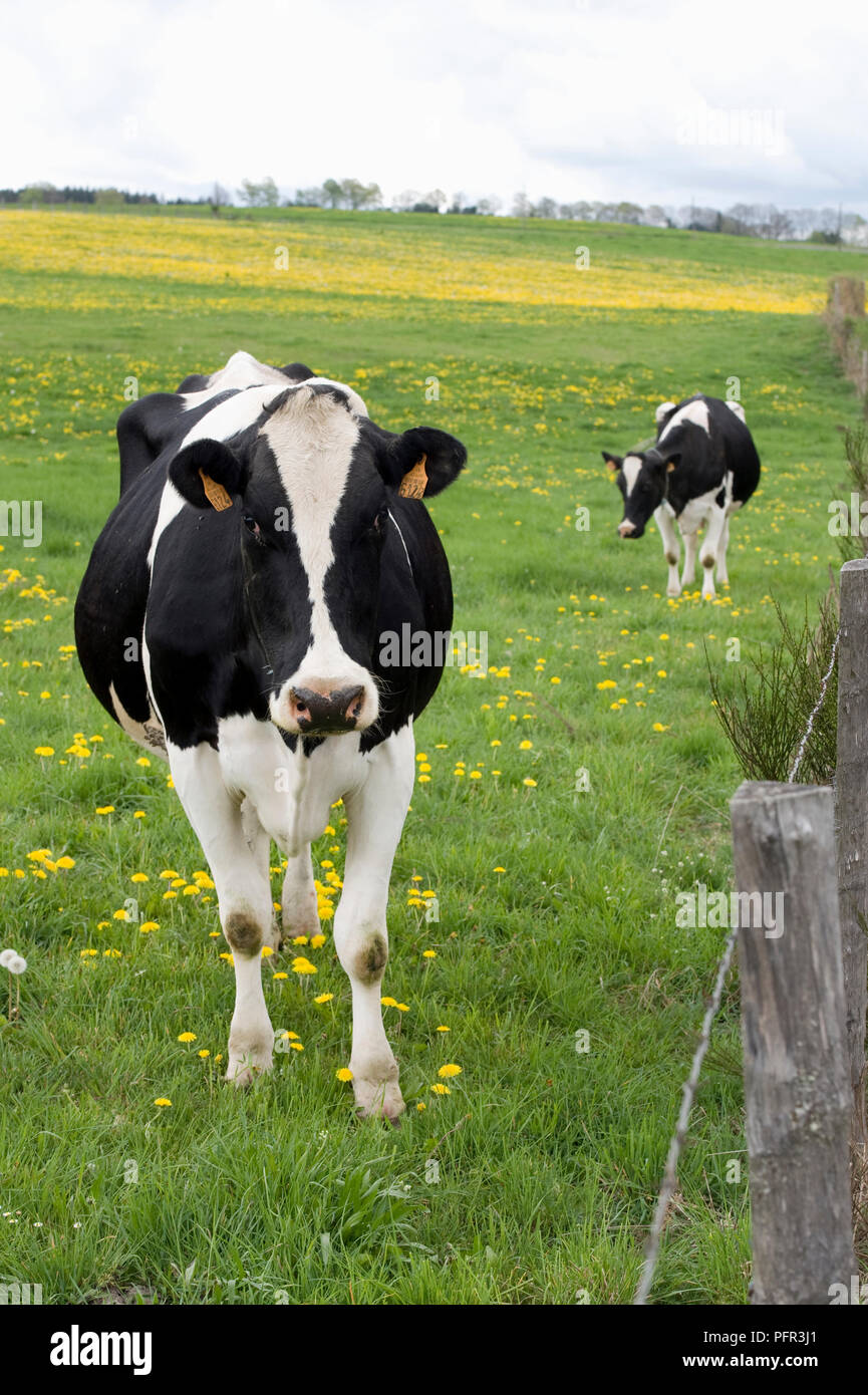 France, Massif Central, Friesian cows in a pasture Stock Photo - Alamy