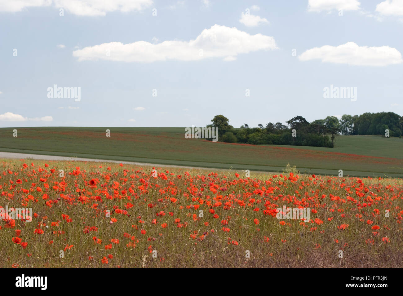 France, Picardie, Somme, poppies growing on site of World War I ...
