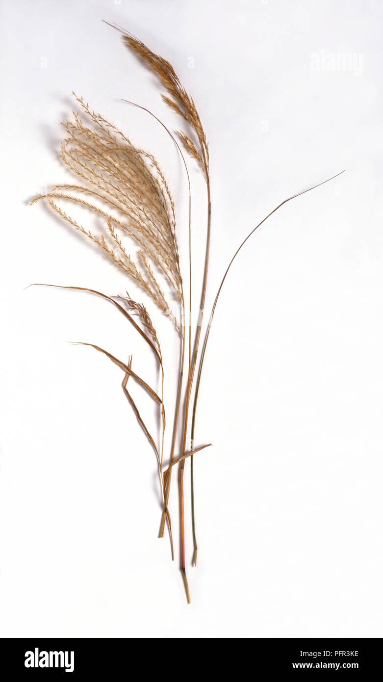 Stems of Stipa gigantea (Giant feather grass Stock Photo - Alamy