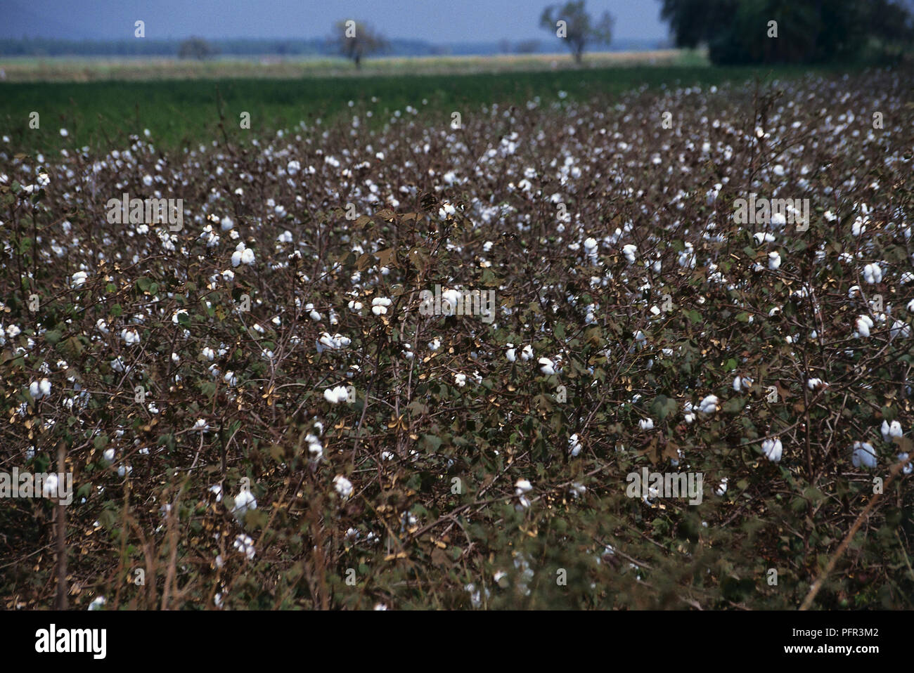 India, cotton field growing south west of Vijayawada, Andhra Pradesh ...