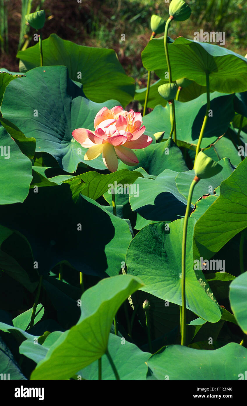 Indian blue lotus nelumbo nucifera hi-res stock photography and images ...