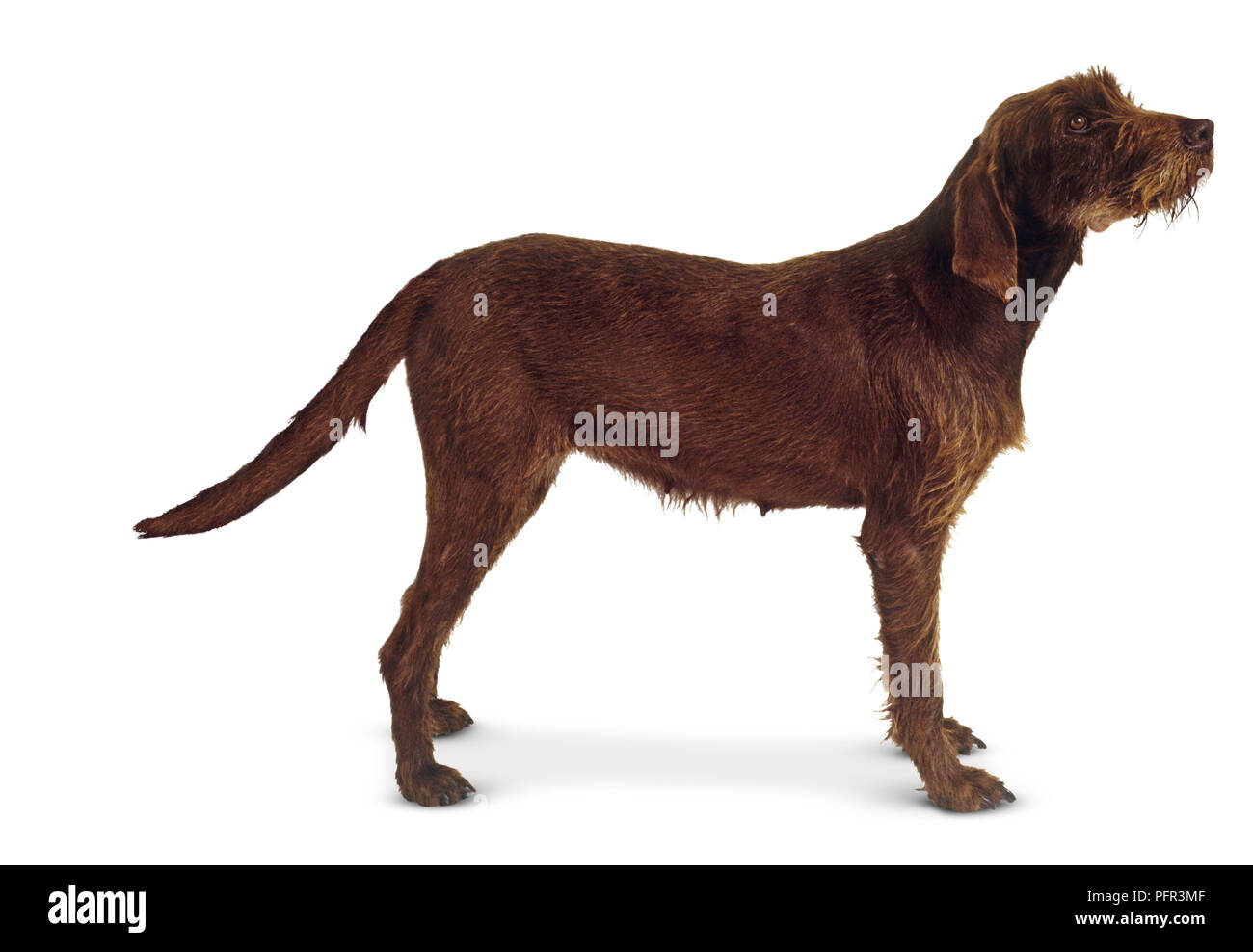 Pudelpointer High Resolution Stock Photography and Images - Alamy